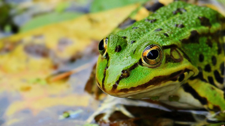 Frogs can regrow amputated limbs after being treated with mix of drugs ...