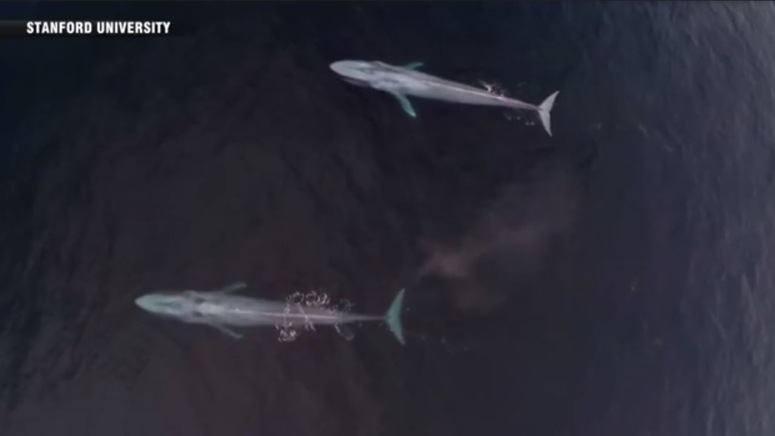 Blue whale’s heartbeat recorded for the first time - Boston News ...