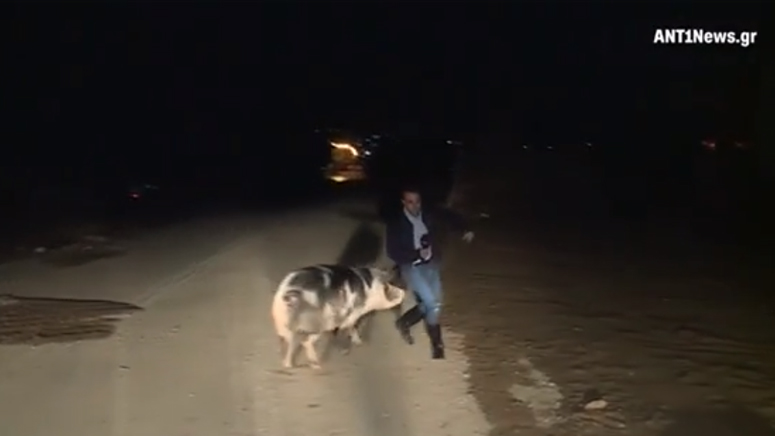 Lovestruck pig pursues TV reporter live on air - Boston News, Weather ...