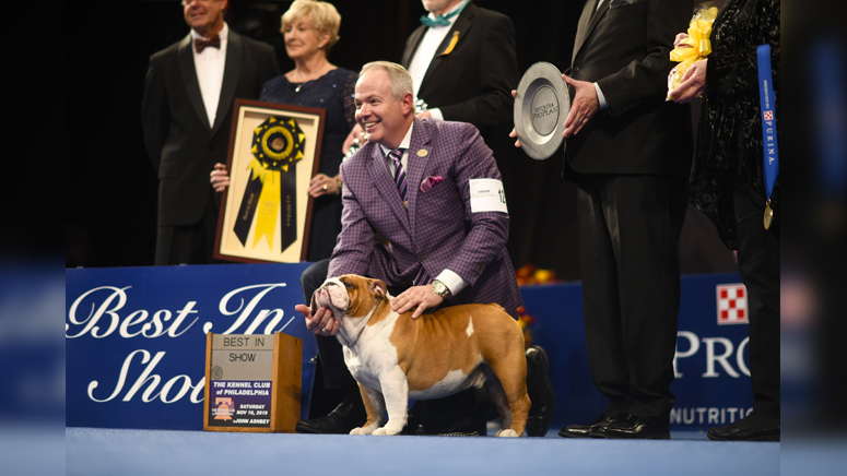 Thor the Bulldog takes home top prize at the National Dog Show - Boston ...