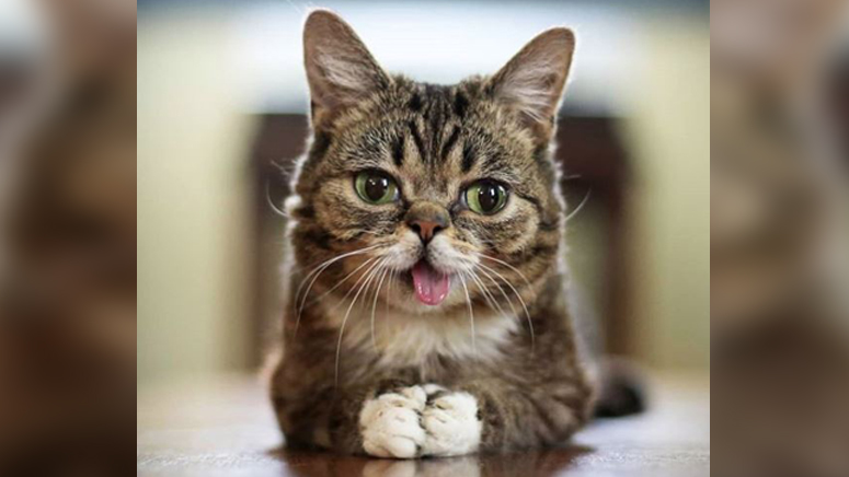 Lil Bub Died – Lil Bub, Famous Internet Cat, Has Died – LIHS