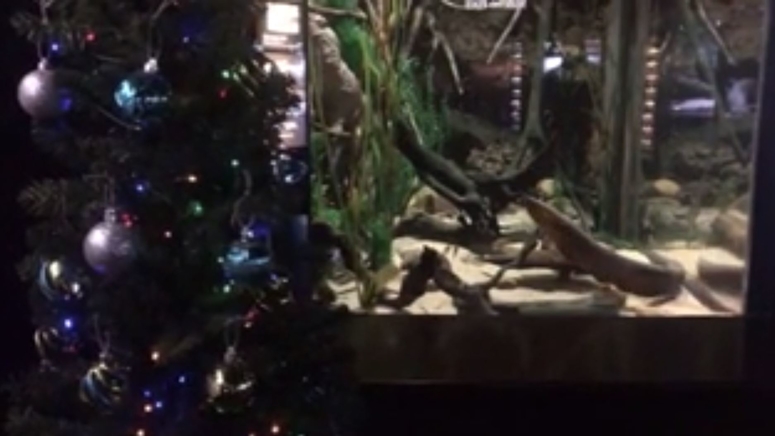 Shocked? Electric eel powers aquarium’s Christmas lights - Boston News ...