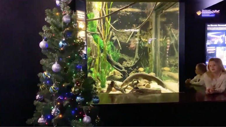 An electric eel is powering lights on a Christmas tree at the Tennessee ...