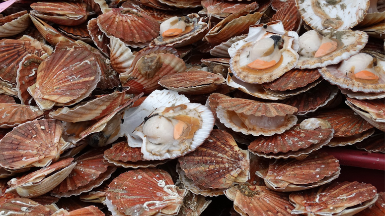 America’s scallop harvest projected to decline again in 2022 - Boston ...