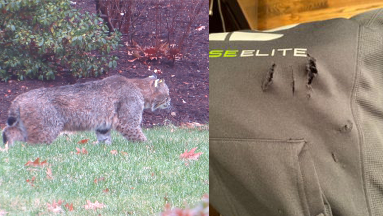 Police: 12-year-old likely attacked by bobcat in his backyard in ...