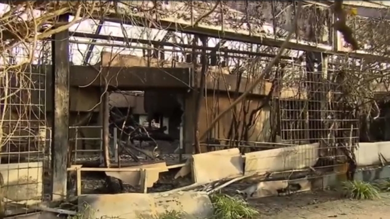Apes, monkeys among 30 animals killed in German zoo fire - Boston News ...