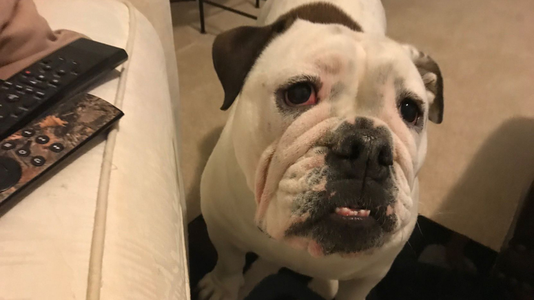 Beloved 2-year-old bulldog crushed to death by PetSmart grooming table ...
