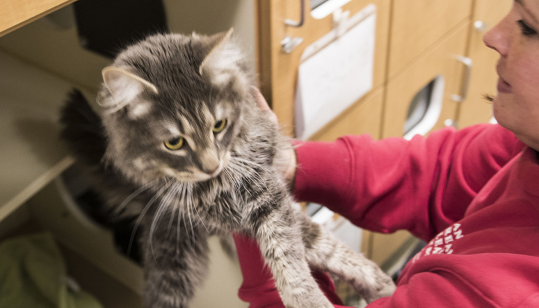 Cat found frozen to shipping container outside Dedham restaurant finds ...
