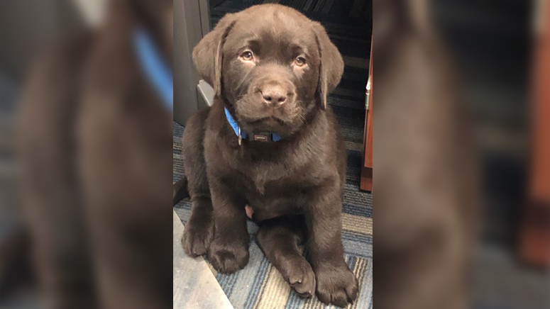 Douglas police welcome new comfort dog to their department - Boston ...