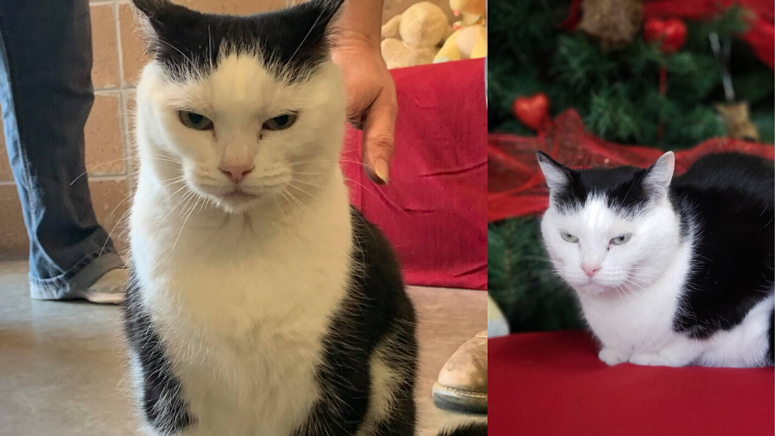 The ‘world’s worst cat’ has been adopted - Boston News, Weather, Sports ...
