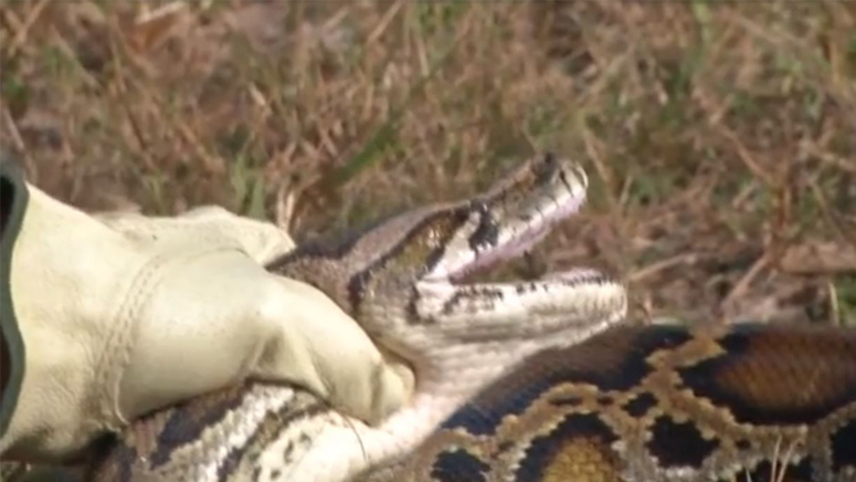 80 reptiles caught in Miami Super Bowl Burmese python hunt - Boston ...