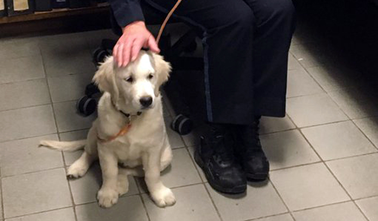 Dedham’s new police puppy reports for first day of work - Boston News ...