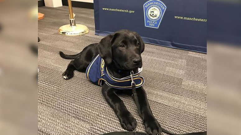 Manchester, NH police department welcomes 13-week-old comfort dog ...
