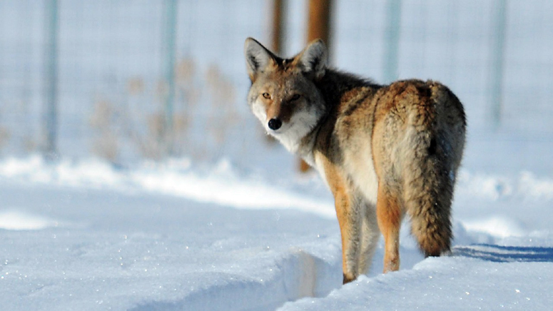 Warning to Massachusetts pet owners: Beware of coyotes, February is ...