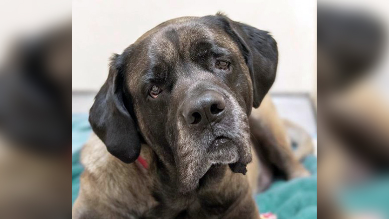 150-pound ‘gentle giant’ looking for home with large couch to lounge on ...