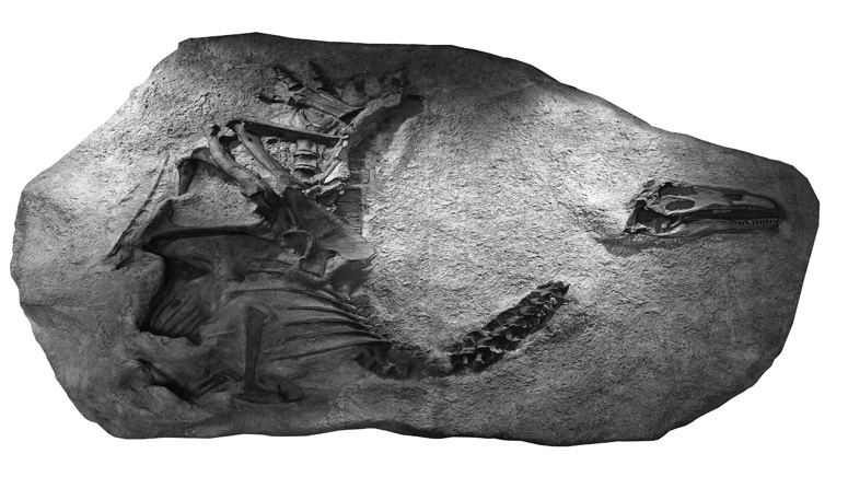 Radioactive dinosaur skull helped researchers make new discovery ...