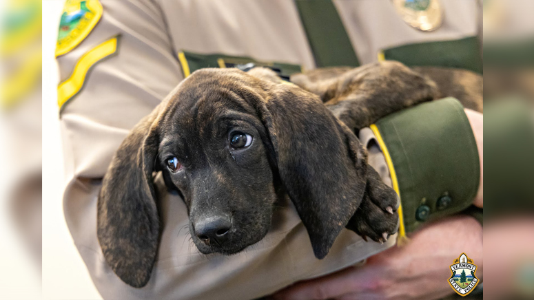 Public meets Vermont State Police puppy at Statehouse - Boston News ...