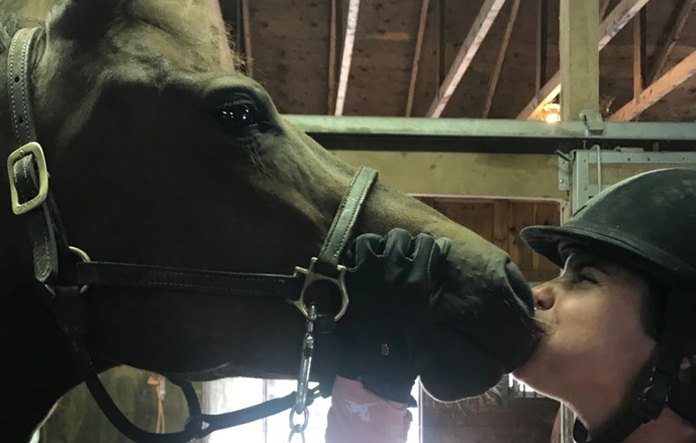 ‘Heinous attack’: Harwich police investigating after horse impaled by ...
