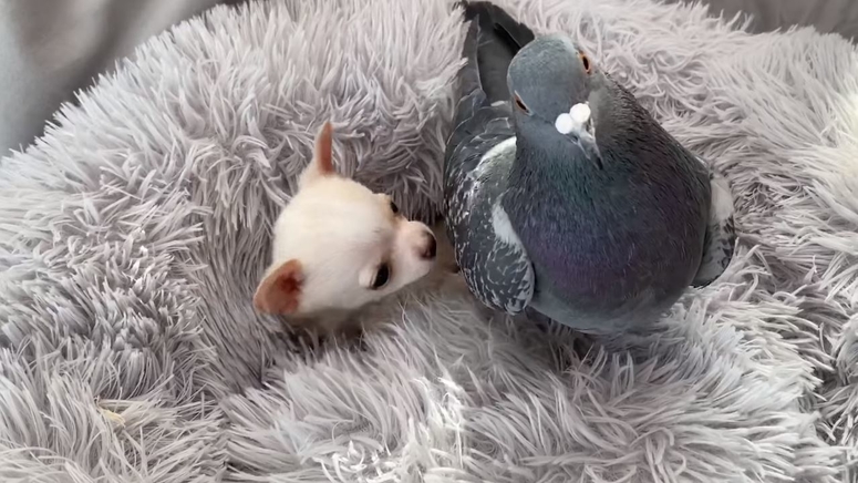 Pigeon that can’t fly befriends puppy that can’t walk - Boston News ...