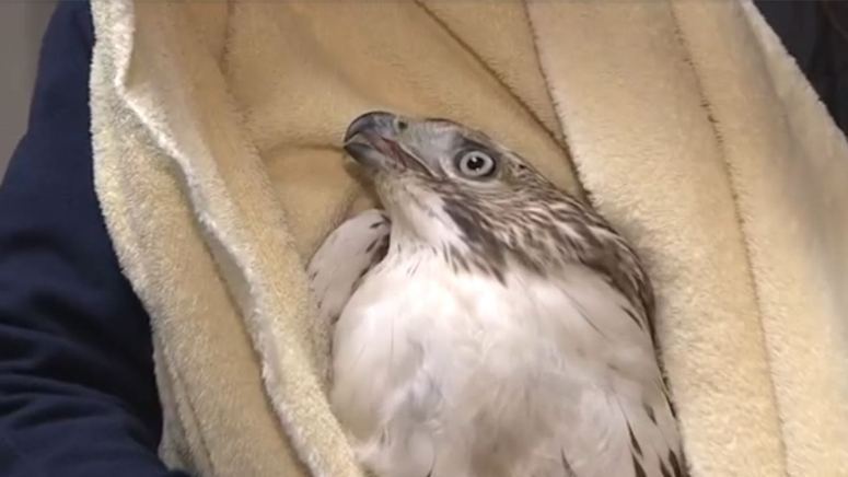 Injured red-tailed hawk recovers from head trauma and returns to the ...