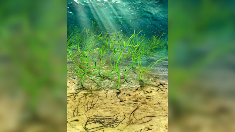 Scientists found a billion-year-old fossil believed to be an ancestor ...