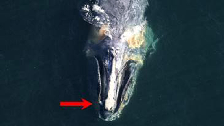 Officials: Emaciated whale with buoy stuck in mouth may die off coast ...
