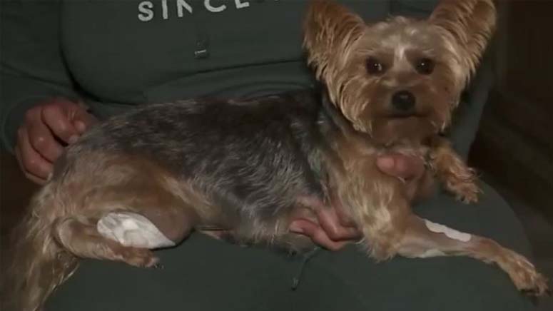 Dog survives being shot during home invasion - Boston News, Weather ...