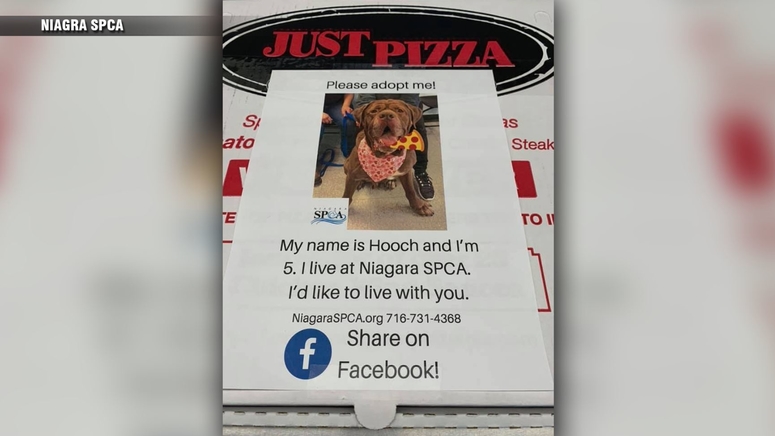 New York pizza shop putting photos of dogs on pizza boxes to help them ...