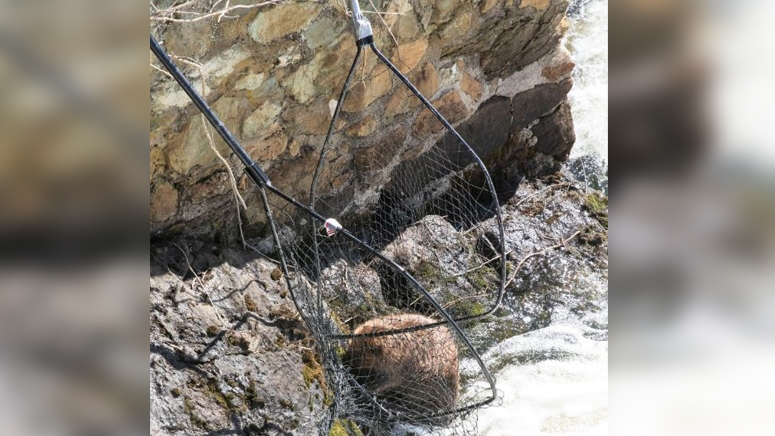 Animal Rescue League of Boston rescues beaver trapped near raging river ...