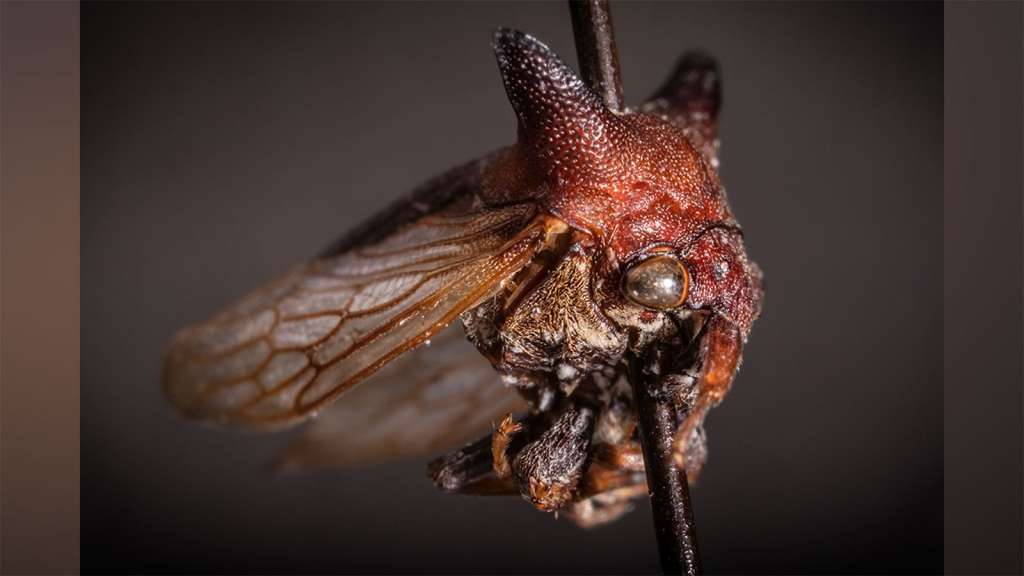 There’s a new insect named for Lady Gaga, and it’s every bit as ...