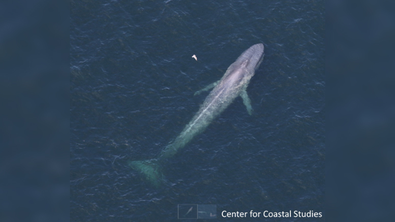 Blue whale photographed off Cape Cod - Boston News, Weather, Sports ...