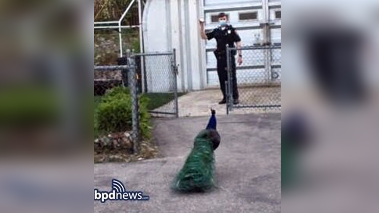 Police officer gets creative to capture peacock that fled Franklin Park ...
