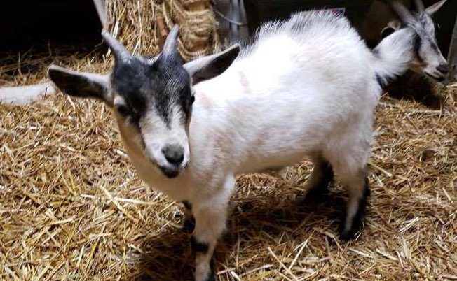 Baby goat stolen from Baltimore garden reunited with owners - Boston ...