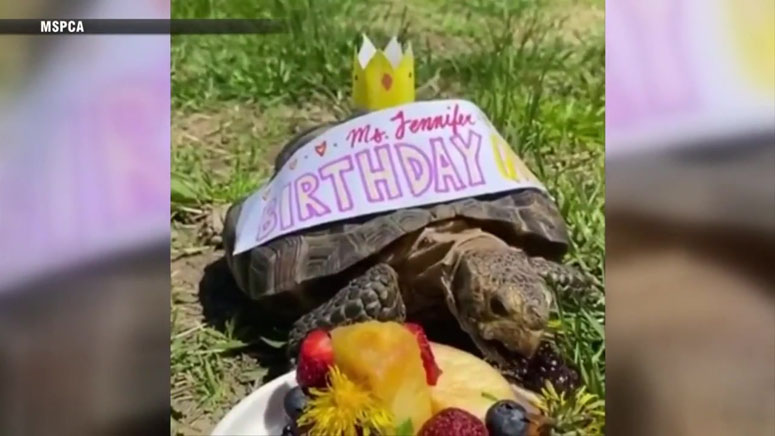 MSPCA seeking loving home for 53-year-old turtle whose owner died of ...