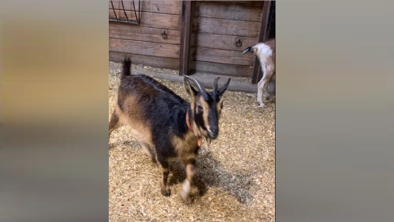 Police: Goat rescued after getting head stuck in fence in Plymouth ...