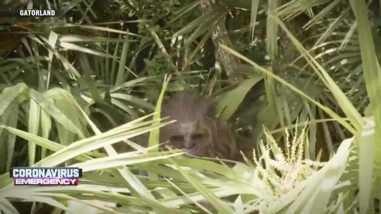 Gatorland has a social distancing scheme that is so very Florida ...