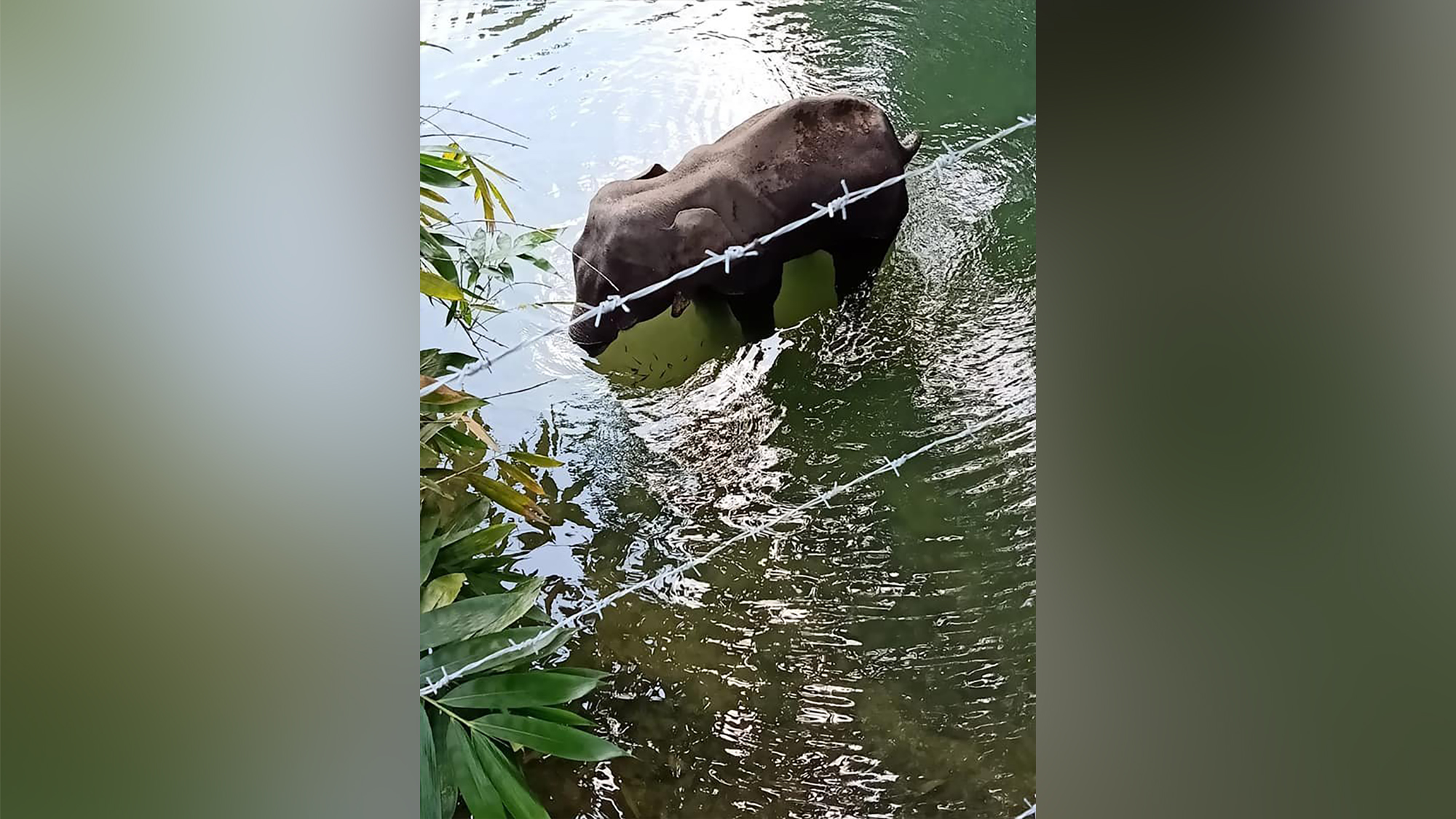 Elephant dies after suspected firecrackers hidden in fruit exploded in ...