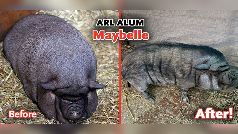 Pot-bellied pig who once weighed almost 200 pounds makes tremendous ...