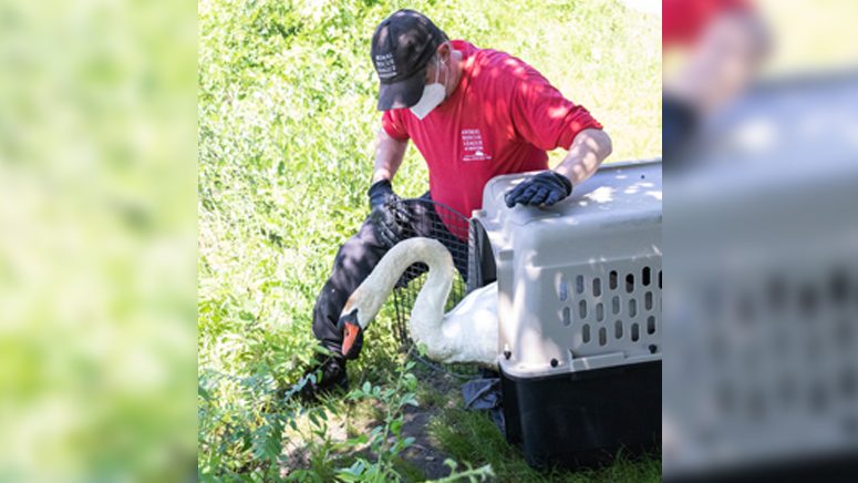 Injured swan gets hook removed from foot before being reunited with ...