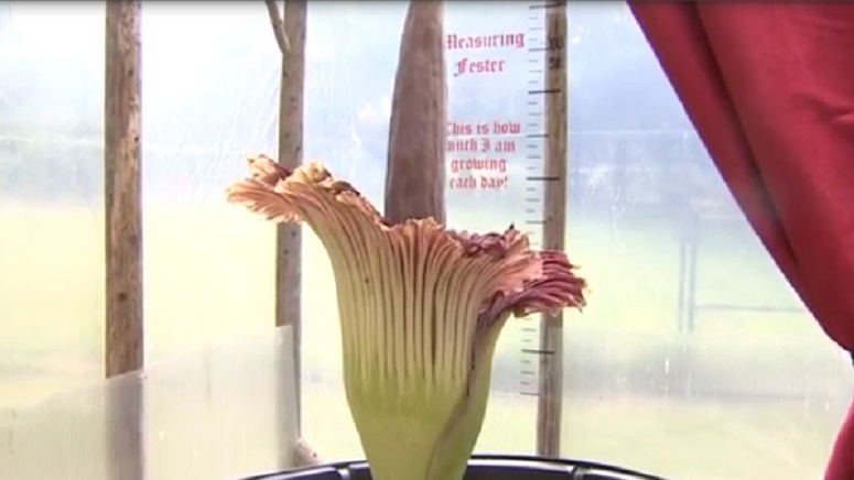 Making a stink: Rare ‘corpse flower’ releases stench at Franklin Park ... Making a stink: Rare ‘corpse flower’ releases stench at Franklin Park ...
