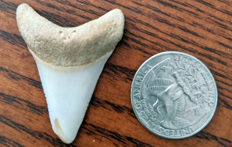 ‘More and more’ shark teeth are turning up on Mass. beaches - Boston ...