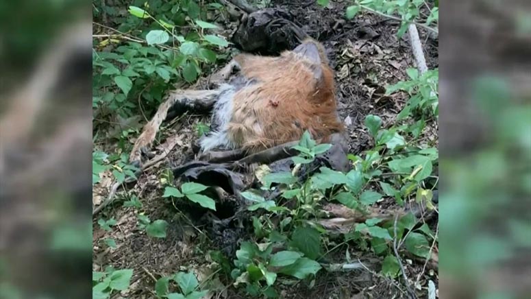 Dead, decomposing animals dumped near North Attleborough neighborhood ...