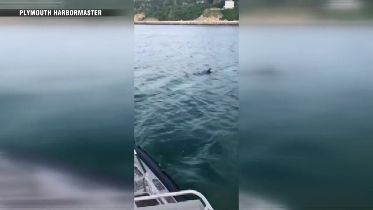 Harbormaster: Porpoise possibly mistaken for shark off coast of ...
