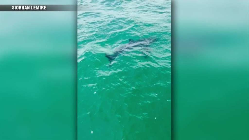 WATCH: Great white shark swims close to Plum Island shoreline – Boston ... WATCH: Great white shark swims close to Plum Island shoreline – Boston ...