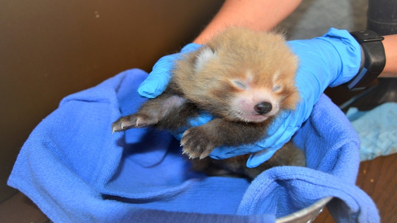Buttonwood Park Zoo wants help naming red panda cub - Boston News ... Buttonwood Park Zoo wants help naming red panda cub - Boston News ...