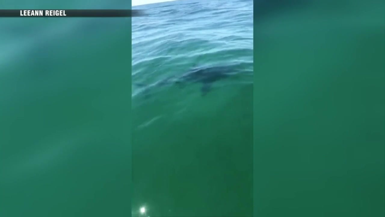 Video shows shark swimming off coast of beach on Cape Cod - Boston News ...