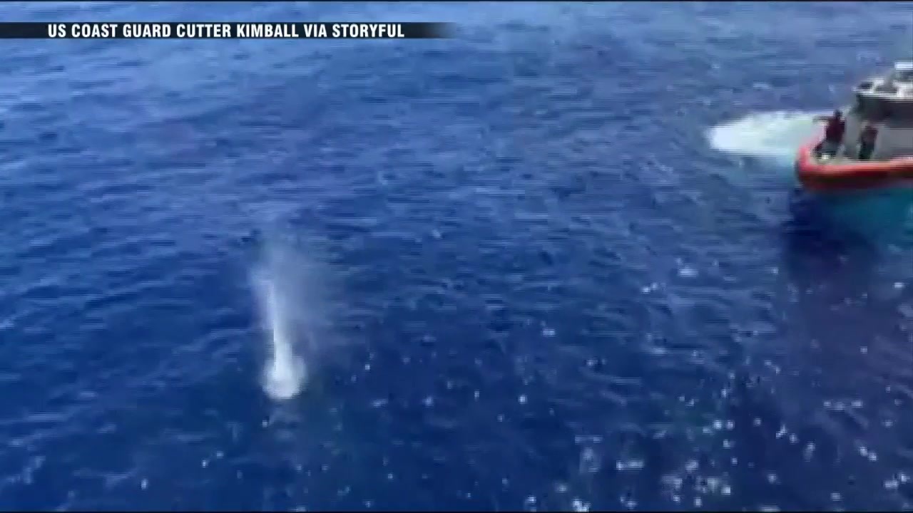 Coast Guard Watch opens fire on shark to protect crew in water - Boston ...