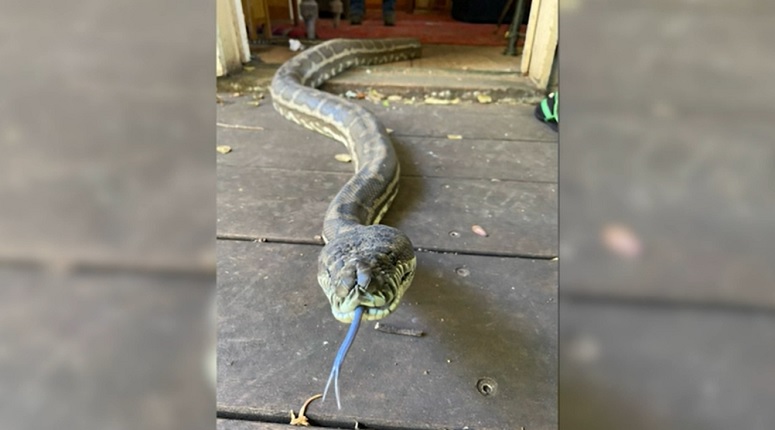 2 pythons weighing 100 pounds collapse Australian ceiling - Boston News ...