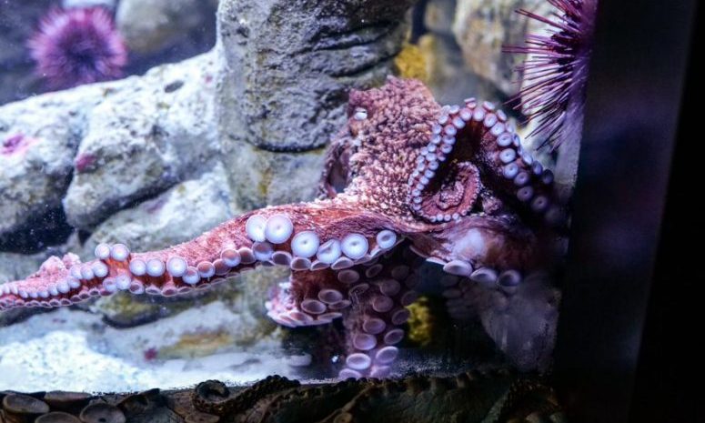 Giant Pacific octopus makes its debut at New England Aquarium in Boston ...