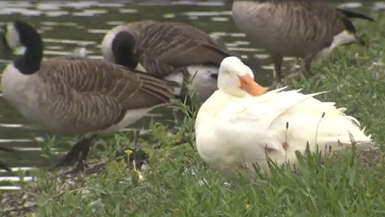 Goose, Goose, Duck: Flock adopts duckling as one of their own on Boston ...